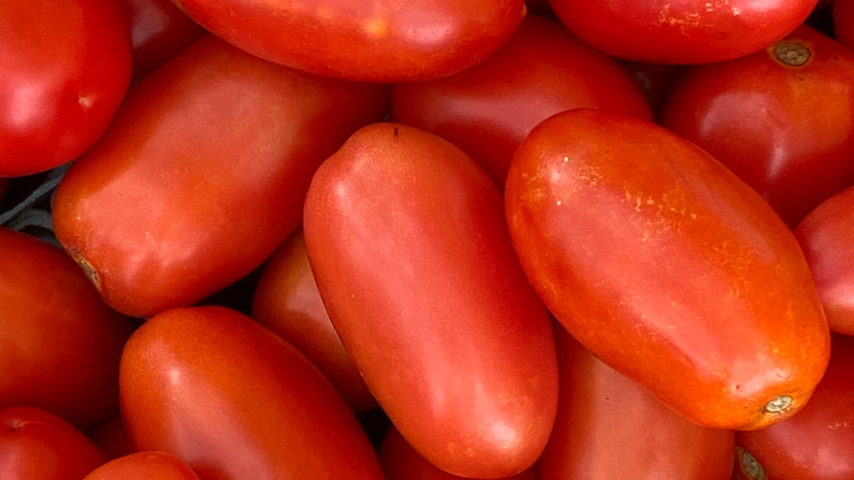 Salsa di Pomidoro, 1919 - Red Sauce America